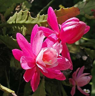 Plantfile Tafe Login